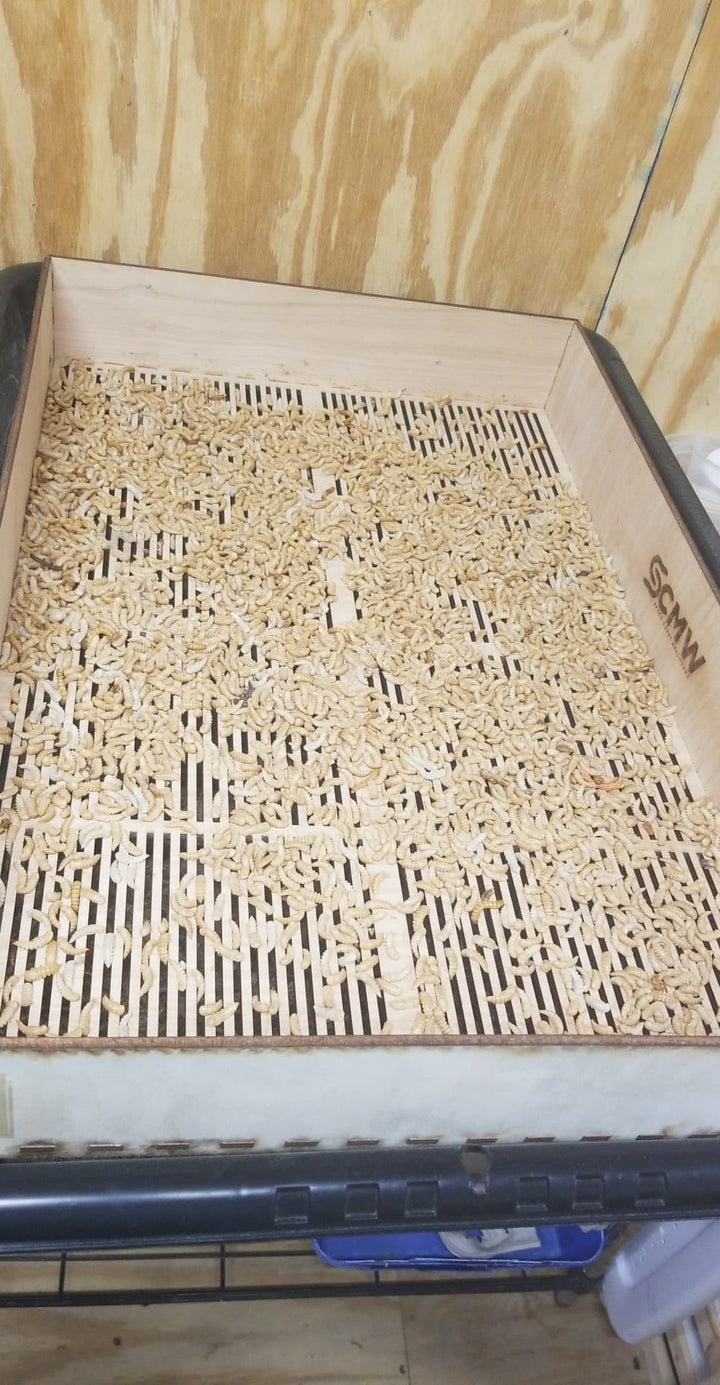 Mealworm Pupae Sifting Trays – Space Coast Mealworms
